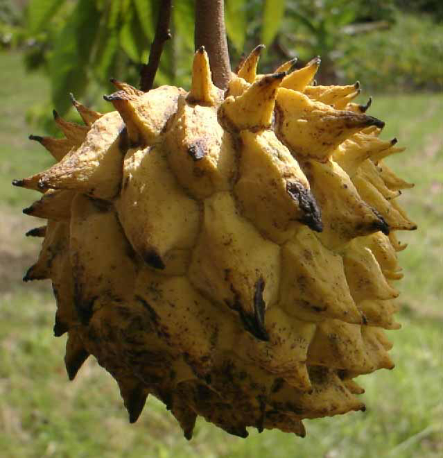 I 20 Frutti più Strani Che Conosco